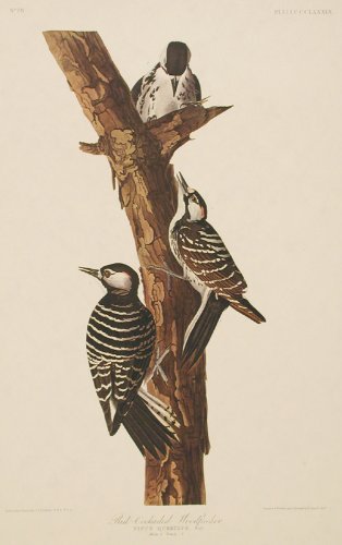 Red-Cockaded Woodpecker. From"The Birds of America" (Amsterdam Edition)