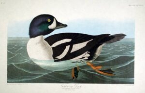 golden-eye duck. from”the birds of america” (amsterdam edition)