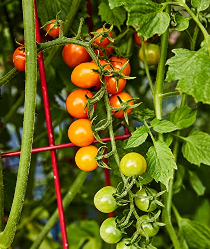 Burpee Sun Gold Hybrid Non-GMO Home Garden | Sweet Orange Cherry Tomatoes | Best Vegetable Planting, 30 Seeds