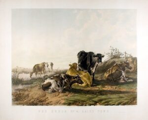 our herds, no. 4, dairy cow