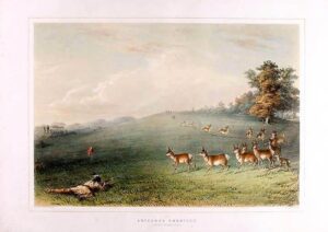 antelope shooting