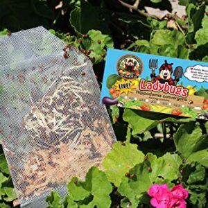 NaturesGoodGuys 1500 Live Ladybugs - Good Bugs- Ladybugs - Guaranteed Live Delivery!