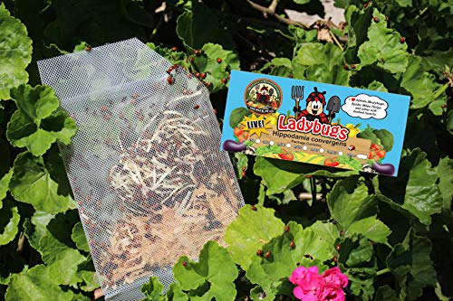 NaturesGoodGuys 1500 Live Ladybugs - Good Bugs- Ladybugs - Guaranteed Live Delivery!