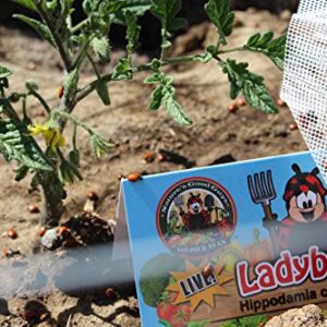 NaturesGoodGuys 1500 Live Ladybugs - Good Bugs- Ladybugs - Guaranteed Live Delivery!