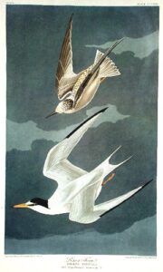 lesser tern. from”the birds of america” (amsterdam edition)