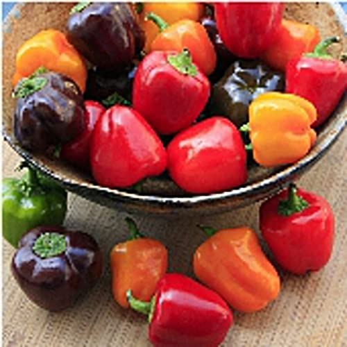 Mini Belle Mix Sweet Peppers Seeds (20+ Seeds) | Non GMO | Vegetable Fruit Herb Flower Seeds for Planting | Home Garden Greenhouse Pack