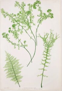 athyrium filix-foemina crispum [lady fern]; a. filix-foemina depauperatum [lady fern]; a. filix-foemina dissectum [lady fern]