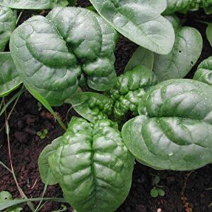 600 Bloomsdale Long Standing Spinach Seeds Heirloom Non GMO 7+ Grams Garden Vegetable Bulk Survival, Green