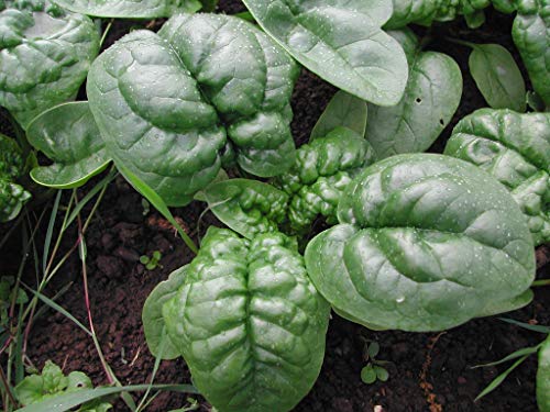 600 Bloomsdale Long Standing Spinach Seeds Heirloom Non GMO 7+ Grams Garden Vegetable Bulk Survival, Green