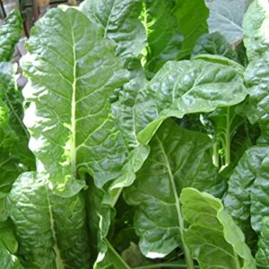 600 Bloomsdale Long Standing Spinach Seeds Heirloom Non GMO 7+ Grams Garden Vegetable Bulk Survival, Green