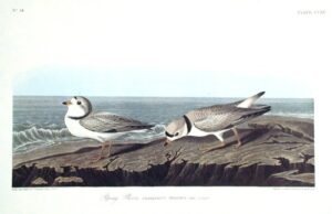 piping plover. from”the birds of america” (amsterdam edition)