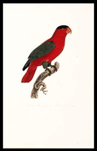 variete du lori α collier [purple-naped lory (lorius domicellus)]