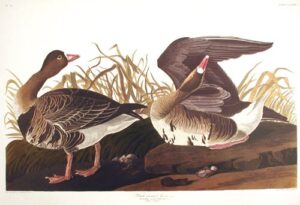 white-fronted goose. from”the birds of america” (amsterdam edition)