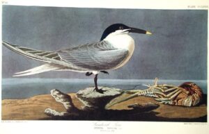 sandwich tern. from”the birds of america” (amsterdam edition)