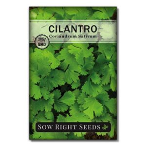 sow right seeds – cilantro seed – non-gmo heirloom seeds with full instructions for planting an easy to grow herb garden, indoor or outdoor; great gift (1 packet)