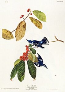 azure warbler. from”the birds of america” (amsterdam edition)