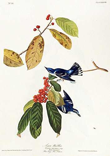 Azure Warbler. From"The Birds of America" (Amsterdam Edition)