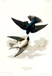 white-bellied swallow. from”the birds of america” (amsterdam edition)