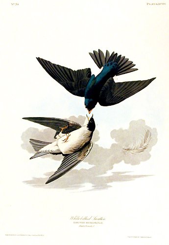 White-bellied Swallow. From"The Birds of America" (Amsterdam Edition)