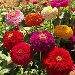 150+ mixed double zinnia seeds flower garden big bright beautiful variety butterfly