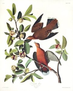 zenaida dove. from”the birds of america” (amsterdam edition)