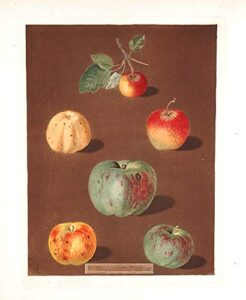 [apples] pomme d’api; carpendu de blanch; carpendu de rouge; nonsuch apple royal; nonsuch summer; margill