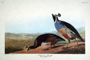 californian partridge. from”the birds of america” (amsterdam edition)