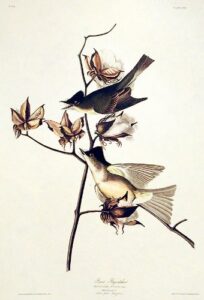 pewit flycatcher. from”the birds of america” (amsterdam edition)