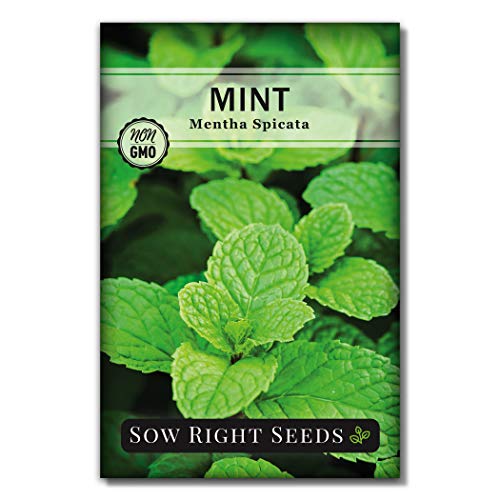 Sow Right Seeds - Mint Seed for Planting - Non-GMO Heirloom Seeds - Instructions to Plant and Grow an Herbal Tea Garden, Indoors or Outdoor; Great Gardening Gift (1)