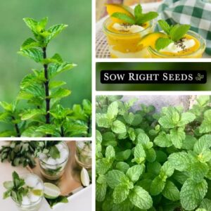 Sow Right Seeds - Mint Seed for Planting - Non-GMO Heirloom Seeds - Instructions to Plant and Grow an Herbal Tea Garden, Indoors or Outdoor; Great Gardening Gift (1)