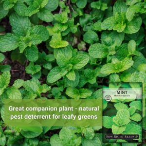 Sow Right Seeds - Mint Seed for Planting - Non-GMO Heirloom Seeds - Instructions to Plant and Grow an Herbal Tea Garden, Indoors or Outdoor; Great Gardening Gift (1)