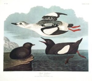 black guillemot. from”the birds of america” (amsterdam edition)