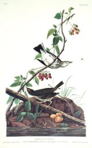 golden-crowned thrush. from”the birds of america” (amsterdam edition)