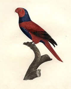 [perruche α chaperon bleu (bechstein’s violet-necked lory [eos squamata riciniata])]