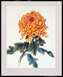 king chrysanthemum