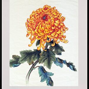 King Chrysanthemum