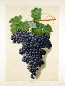 [grapes] old st. peter grape