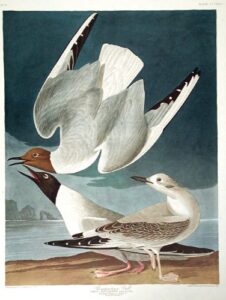 bonapartian gull. from”the birds of america” (amsterdam edition)