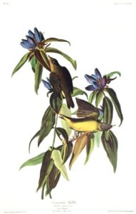 connecticut warbler. from”the birds of america” (amsterdam edition)