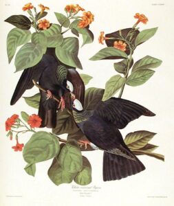 white-crowned pigeon. from”the birds of america” (amsterdam edition)