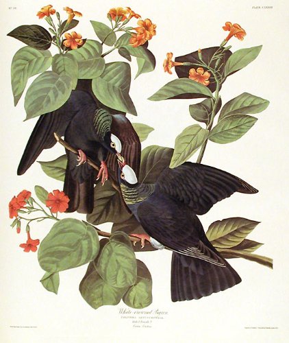 White-crowned Pigeon. From"The Birds of America" (Amsterdam Edition)