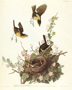 yellow-breasted chat. from”the birds of america” (amsterdam edition)