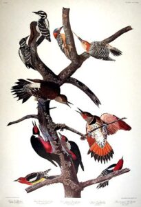 hairy woodpecker, red-bellied woodpecker, red-shafted woodpecker, lewis woodpecker, red-breasted woodpecker. from”the birds of america” (amsterdam edition)