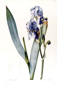 iris pallida