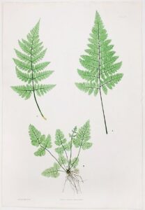 lastrea dilatata dumetorum [broad prickly-toothed buckler fern]