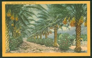 date palms california vintage linen postcard