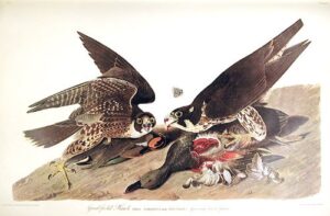 great-footed hawk. from”the birds of america” (amsterdam edition)