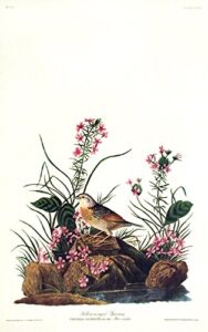 yellow-winged sparrow. from”the birds of america” (amsterdam edition)