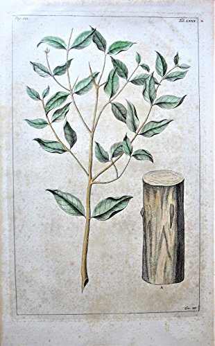 Antique Copperplate Engraving: Branch with Log