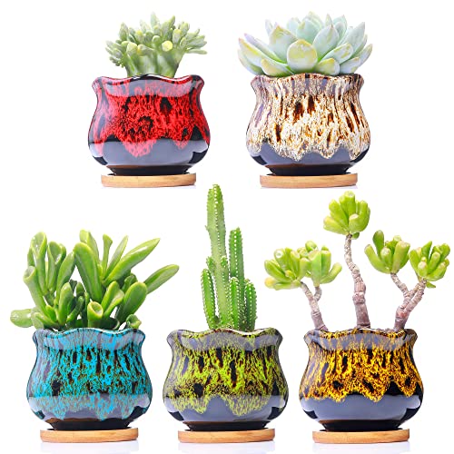 Cute Ceramic Succulent Garden Pots, Planter with Drainage and Attached Saucer, Set of 5 - Plants Not Included (Fambe)